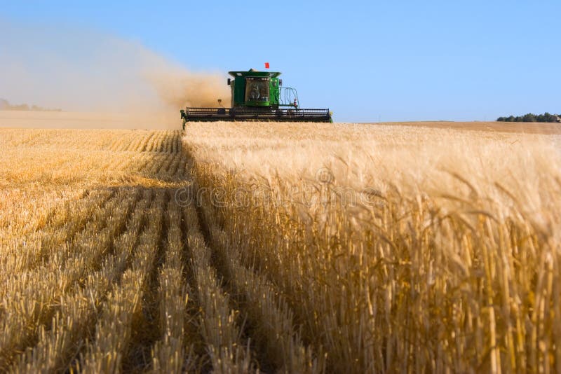 Combine cutting wheat stock image. Image of blue, vehicle - 11011673