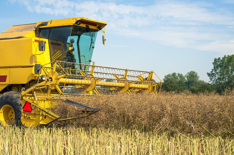 Cotton harvest stock image. Image of fiber, agriculture - 6335839