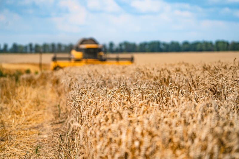 Combine Harvester in Action on Wheat Field. Harvesting is the Process ...