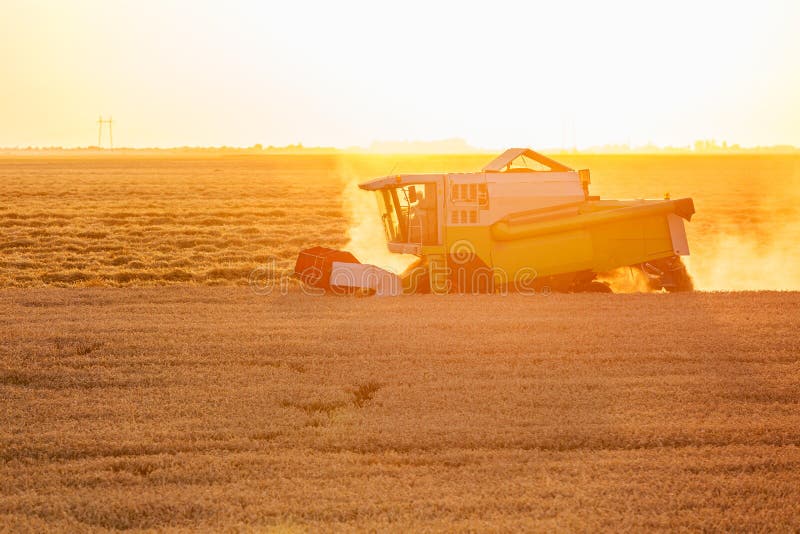 Combine Harvester in Action on Wheat Field at Sunset. Stock Photo ...