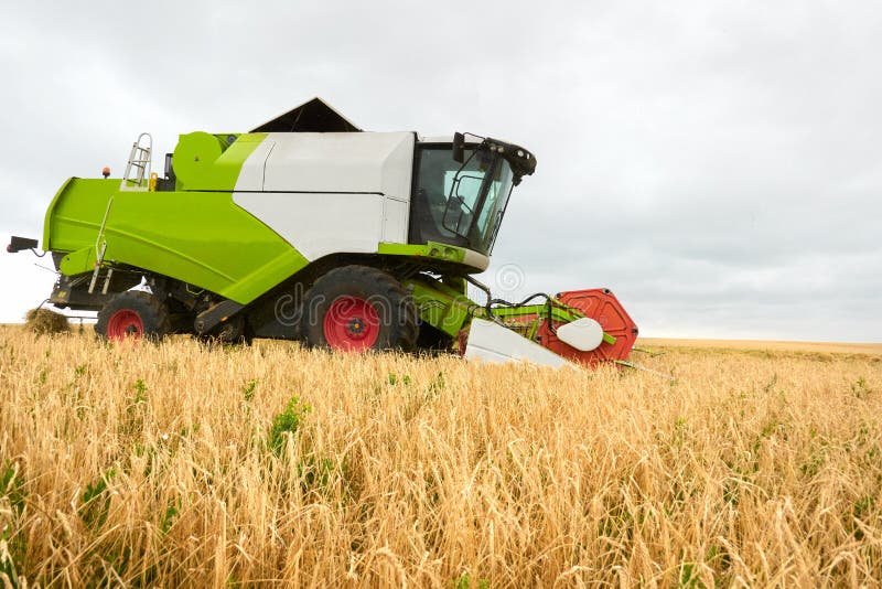 The Combine Harvester Cuts and Threshes the Ears of Wheat in the Field ...