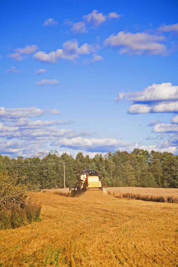 Combine Harvester Cutting the Corn Stock Photo - Image of grain ...