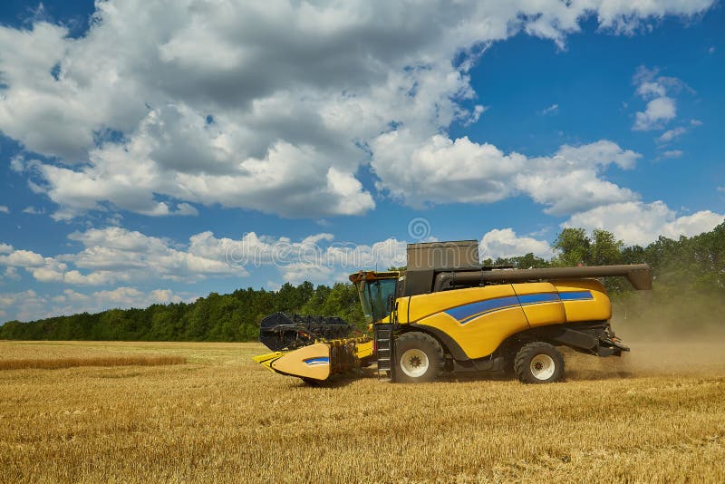 Combine Harvester Cutting Wheat, Summer Landscape of Endless Stock ...