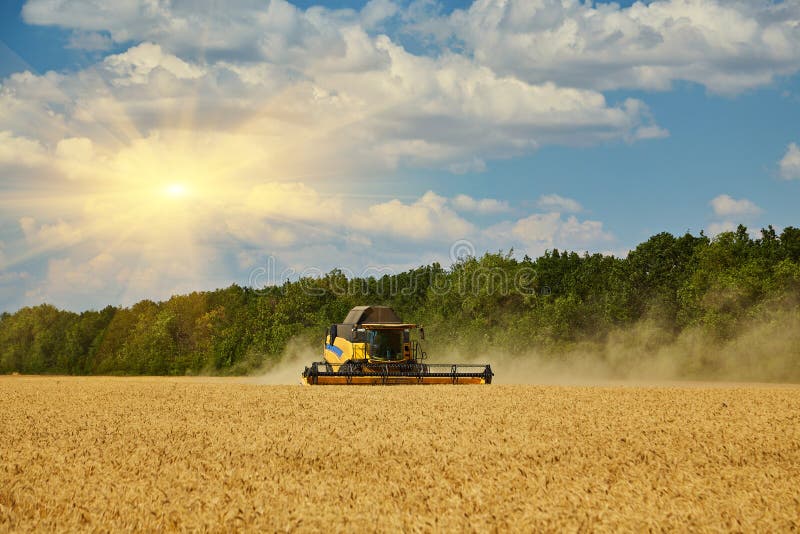 Combine Harvester Cutting Wheat, Summer Landscape of Endless Stock ...