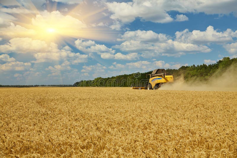 Combine Harvester Cutting Wheat, Summer Landscape of Endless Stock ...