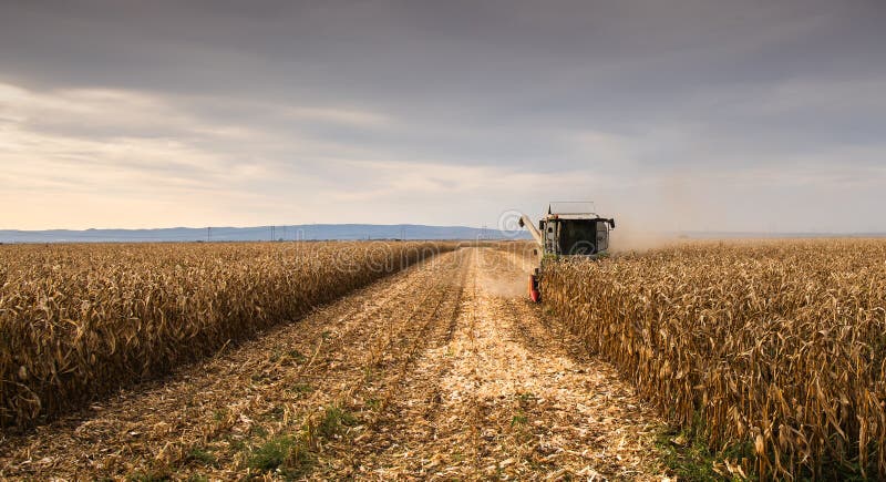 Combine Harvester in Evening Action Editorial Image - Image of ...