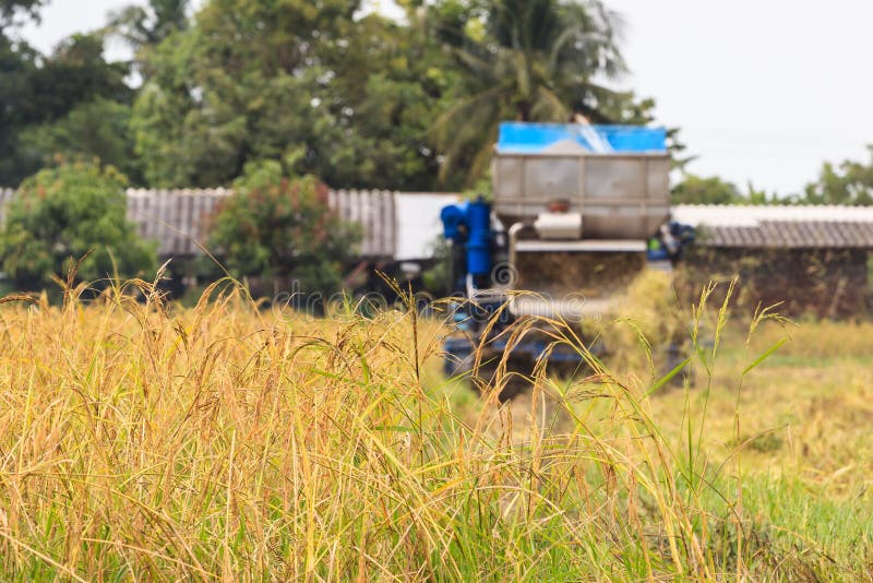 Combine Harvester Harvesting Rice. Stock Image - Image of machinery ...