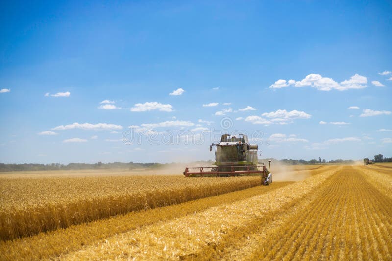 Combine Harvester Harvesting Ripe Golden Wheat on the Field Editorial ...