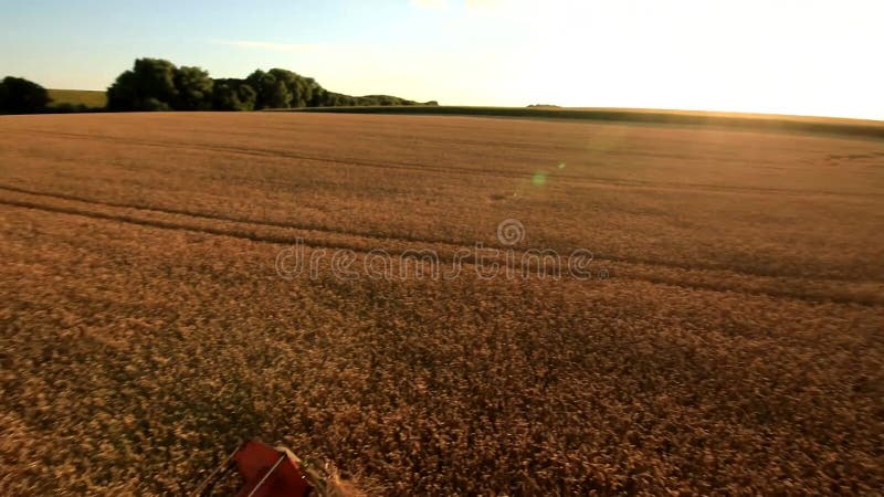 The Process of Harvesting Grain Crops. Top View of a Harvester Working ...