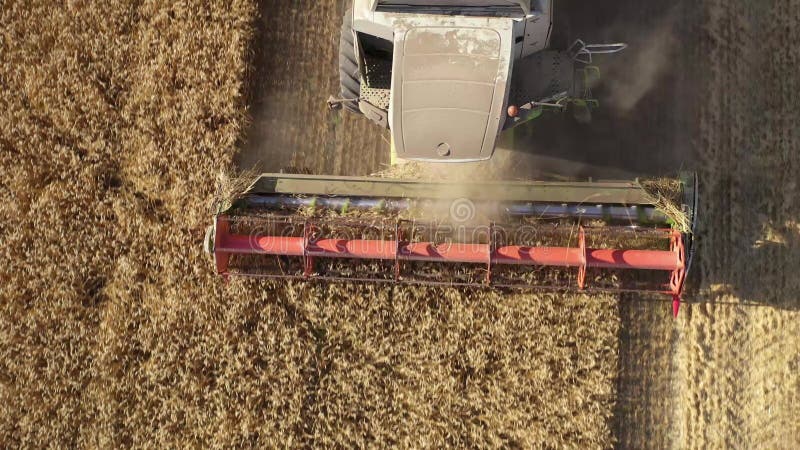 The Process of Harvesting Grain Crops. Top View of a Harvester Working ...