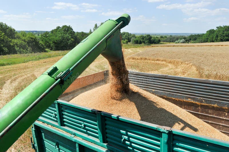 Combine Harvester Load Wheat in the Truck Stock Photo - Image of crop ... Combine Harvester Load Wheat in the Truck Stock Photo - Image of crop ...