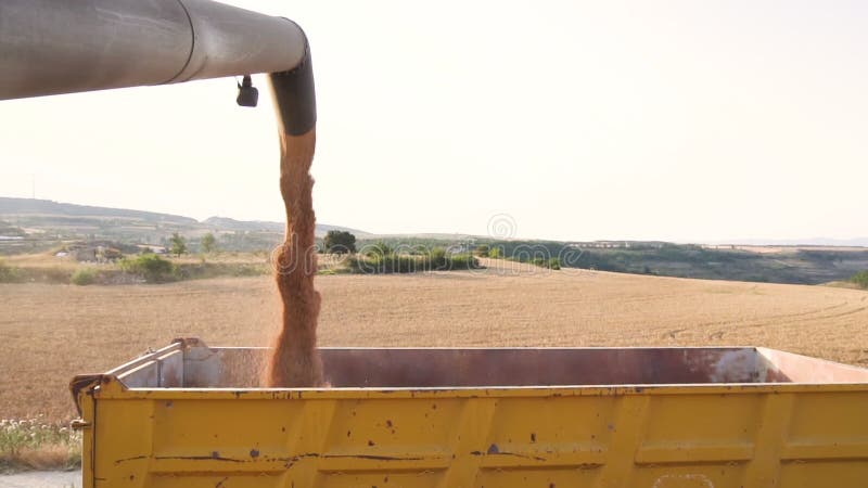 Combine Harvester Loading Grain into a Truck Trailer. Pouring Wheat ... Combine Harvester Loading Grain into a Truck Trailer. Pouring Wheat ...