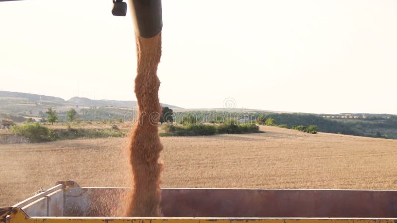 Combine Harvester Loading Grain into a Truck Trailer. Pouring Wheat ... Combine Harvester Loading Grain into a Truck Trailer. Pouring Wheat ...