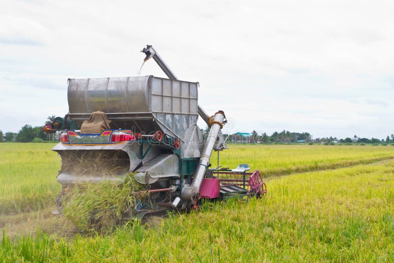 Combine Harvester on a Rice Field Stock Photo - Image of autumn ...