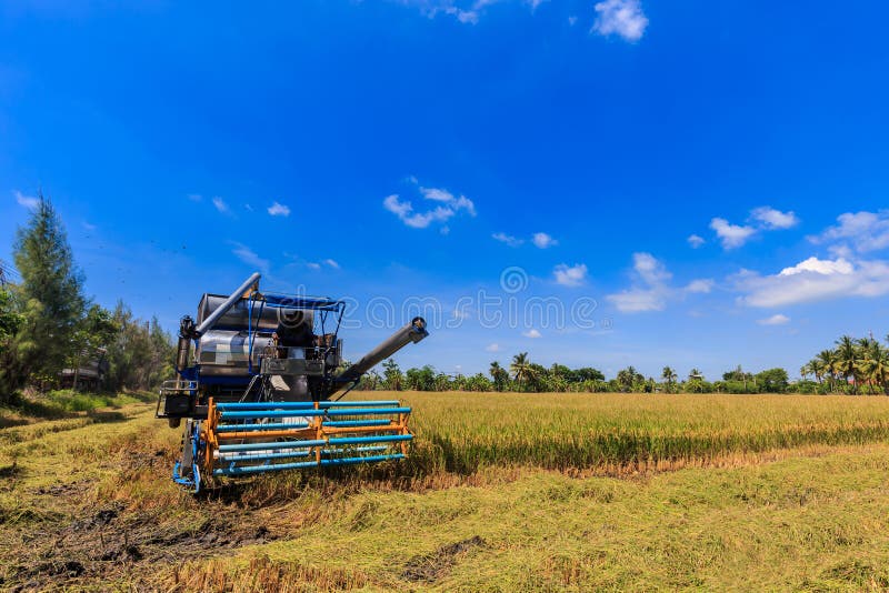 Combine Harvester in Rice Field Stock Image - Image of paddy ...