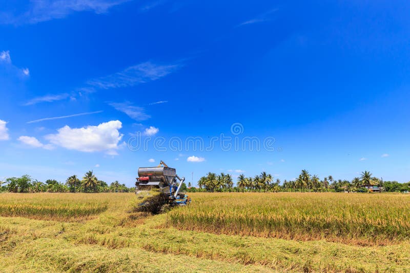 Combine Harvester in Rice Field Stock Photo - Image of green, combine ...