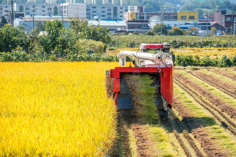 Combine Harvester in Rice Field during Harvest Time. Stock Image ...