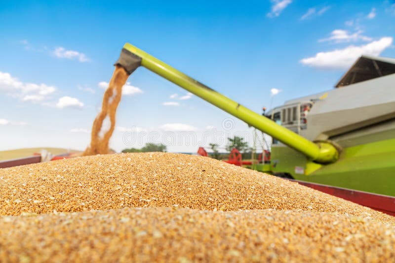 Combine Harvester Unloading Wheat Grains into Tractor Trailer. Stock ...
