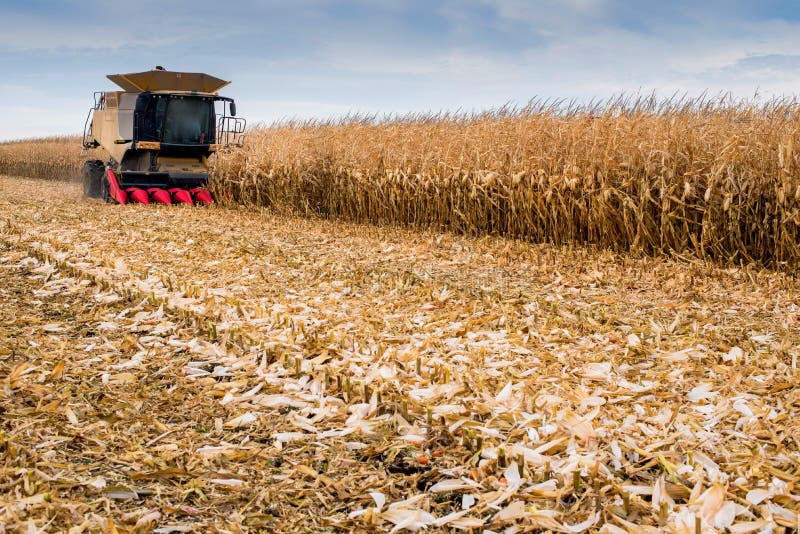 Combine Harvester Working in a Corn Field Stock Photo - Image of ...