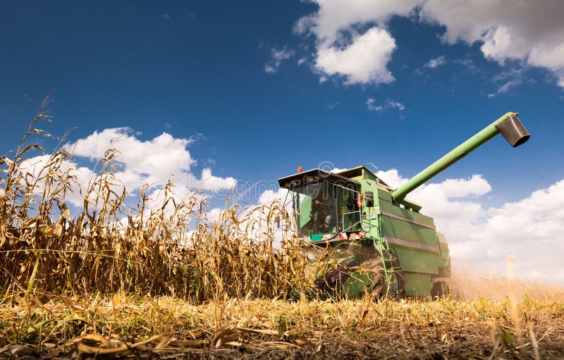 Combine Operator Harvesting Corn on the Field in Sunny Day Stock Photo ...