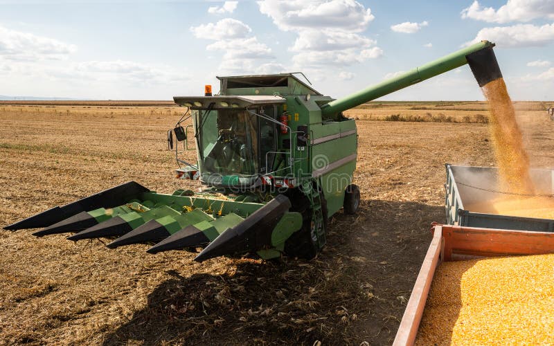 Combine Operator Harvesting Corn on the Field in Sunny Day Stock Photo ...