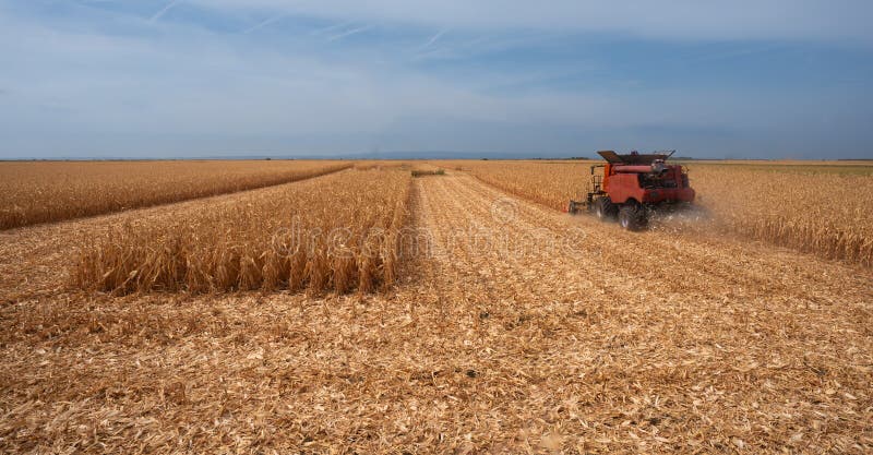 Combine Harvester Working in a Corn Field Stock Image - Image of ...