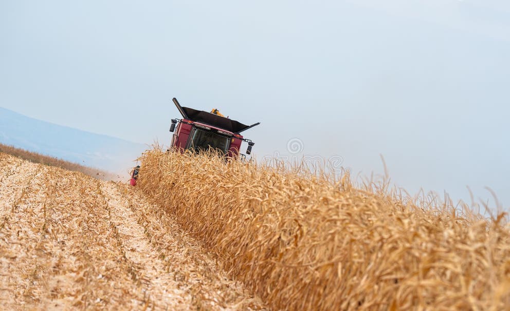 Combine Harvester Working in a Corn Field Stock Photo - Image of ...