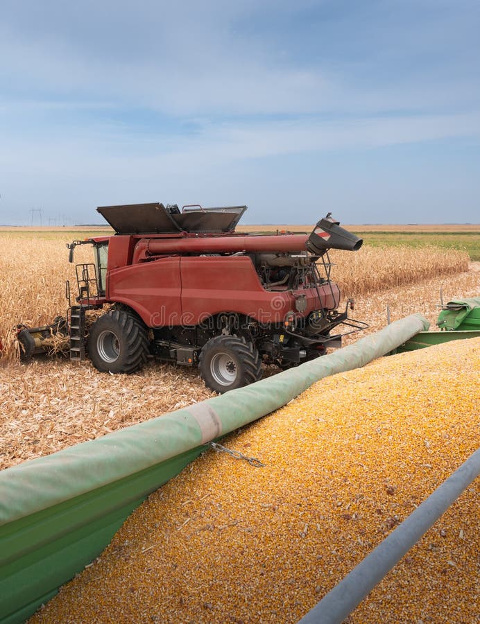 Combine Harvester Working in a Corn Field Stock Photo - Image of cereal ...