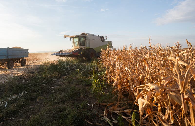 Combine Harvester Working in a Corn Field Stock Photo - Image of field ...