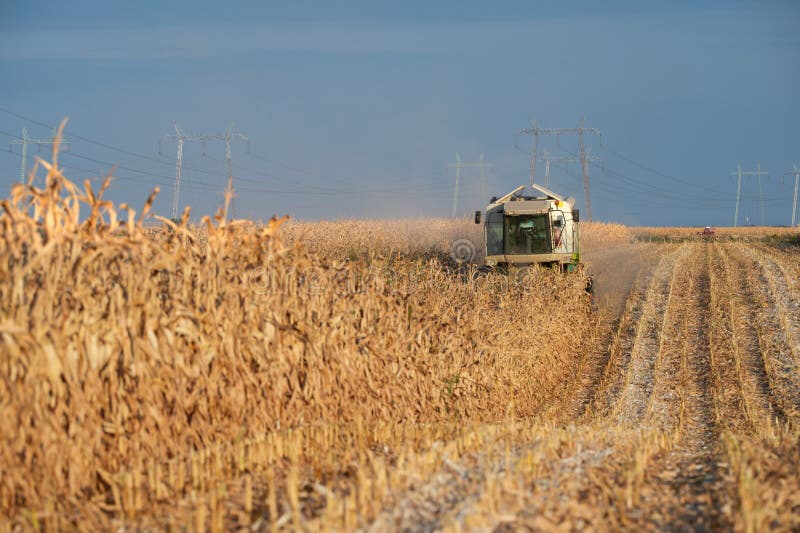 Combine Harvester Working in a Corn Field Stock Photo - Image of growth ...