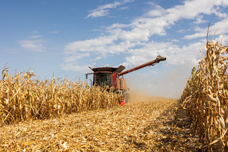 Combine Harvester Working in a Corn Field Stock Photo - Image of machinery, grain: 401595824