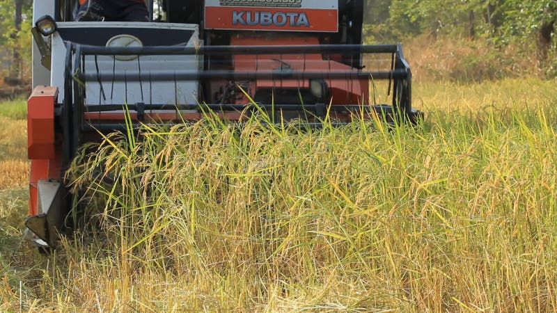 Combine Harvester Working in a Grain Field. Harvesting Machine Cutting ...
