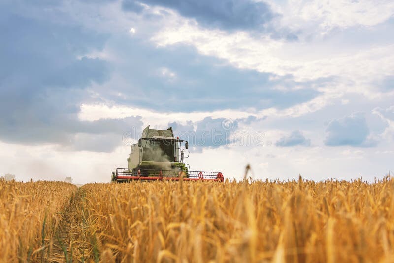 Combine Harvester Working on a Wheat Field. Harvesting Wheat Stock ...