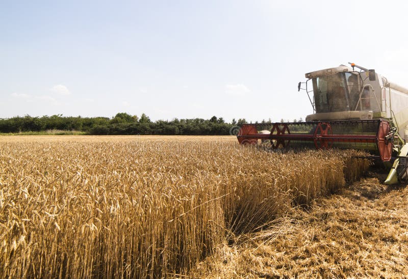 Harvesting Combine in the Wheat Stock Image - Image of harvest ...