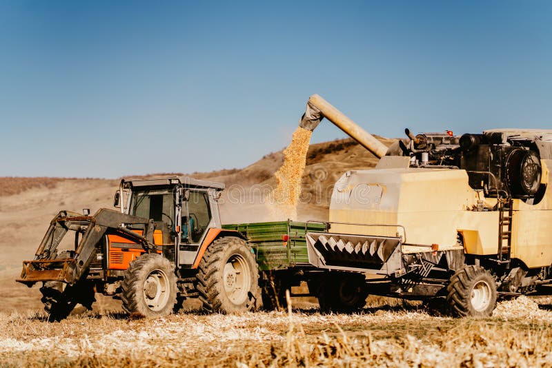 Combine Harvester Works in Corn Fields, Unloading Corn into Tractor ...