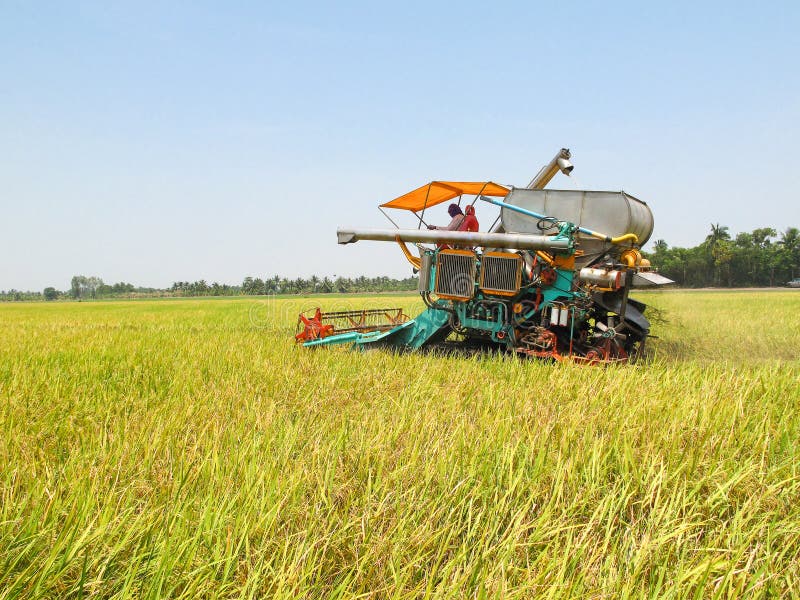 Combine Harvesters Cutting Wheat Field Editorial Image - Image of ...