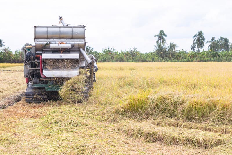 Paddy Harvesters on Paddy Field Stock Image - Image of rice ...