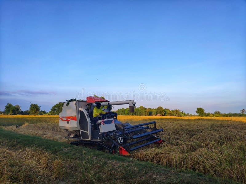 Combine Harvesters, Working Hard at Rice Fields, Harvesting Grain Stock ...