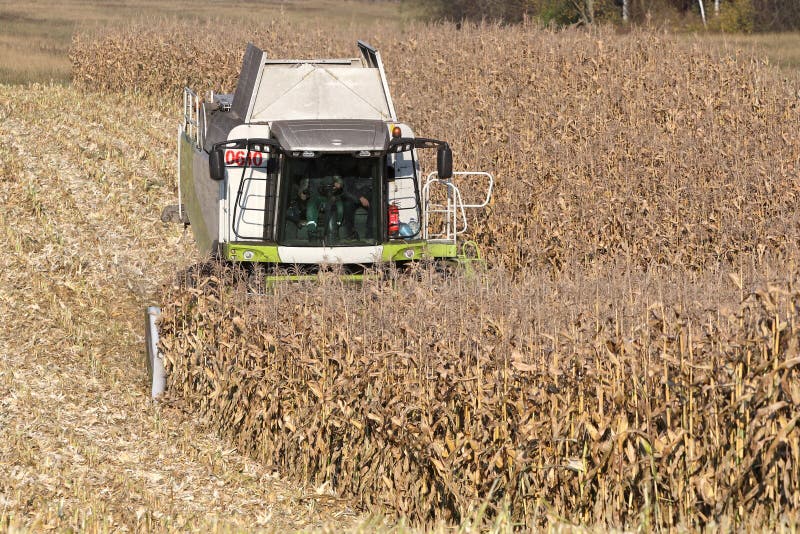 Combine Harvesting a Corn Crop Stock Photo - Image of stalk ...
