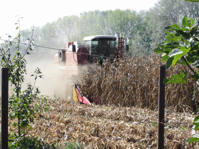 Combine Harvesting Corn Crop in the Cultivated Field Stock Image ...