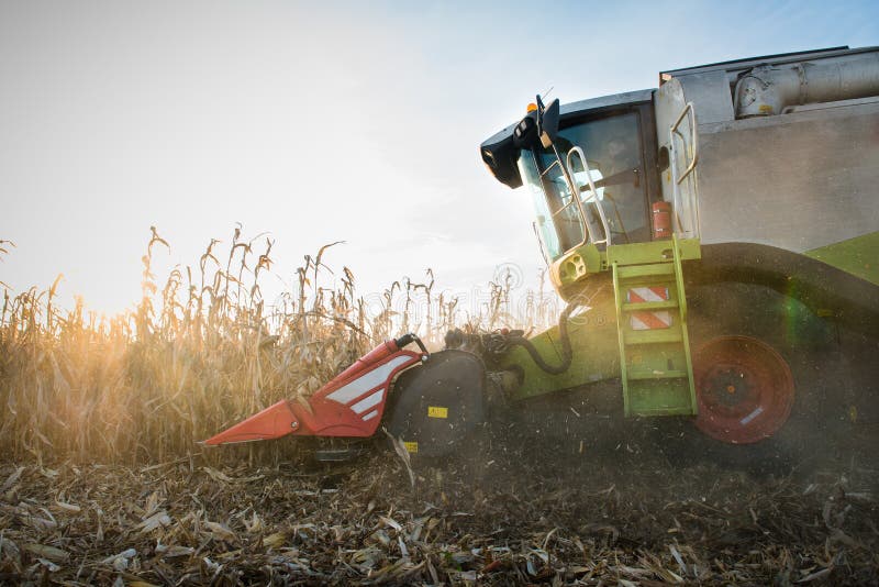 Combine Harvesting Crop Corn Stock Photo - Image of agriculture, growth ...
