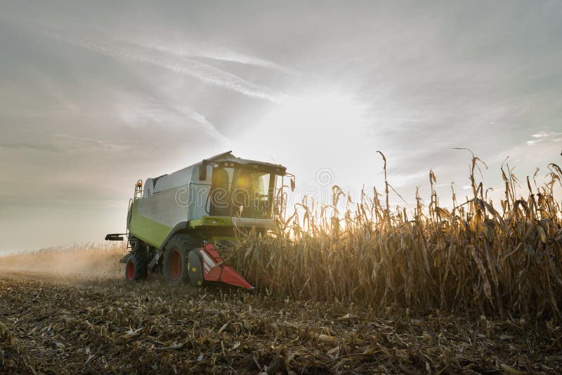 Combine Harvesting Crop Corn Stock Image - Image of cornfield ...