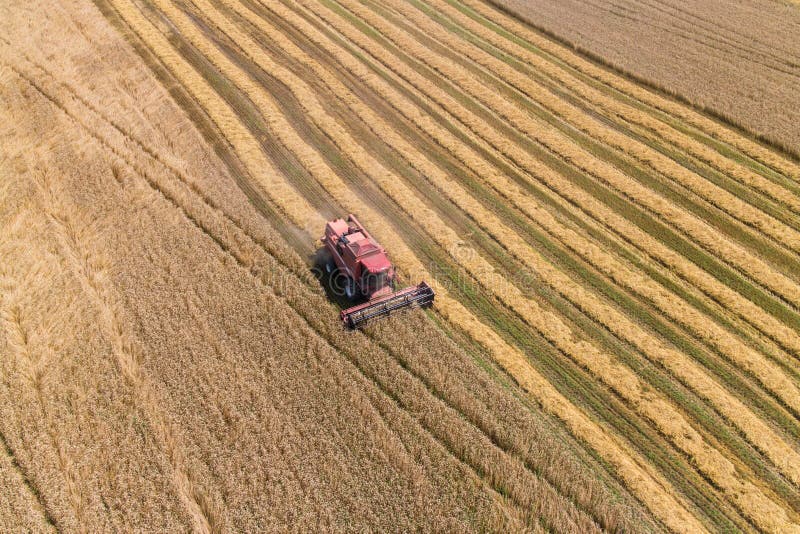 Combine Harvesting a Fall Corn Field Stock Photo - Image of copy, grain ...