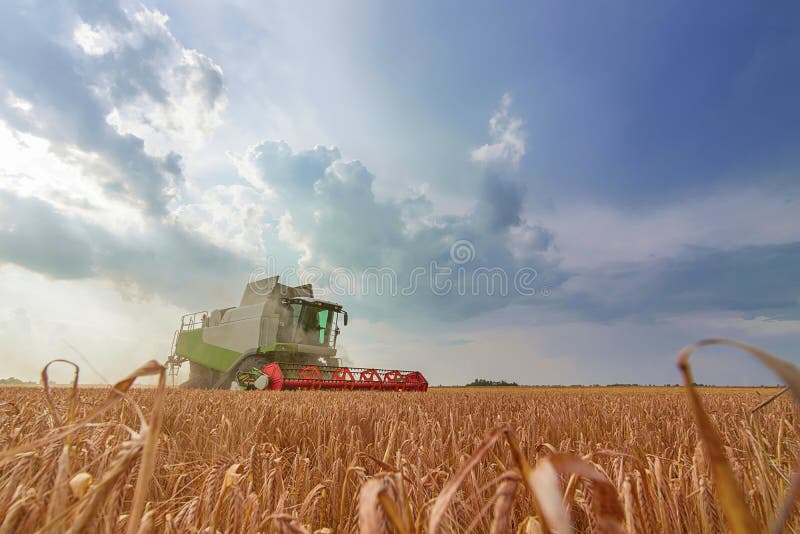 Combine Harvesting a Wheat Field. Combine Working the Field Stock Photo ...