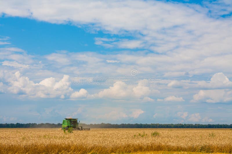 Combine Harvesting Wheat Plants in the Field Stock Photo - Image of ...
