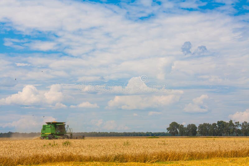 Combine Harvesting Wheat Plants in the Field Stock Photo - Image of ...