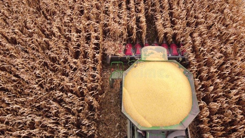 The combine harvests corn stock footage. Video of brown - 281026086