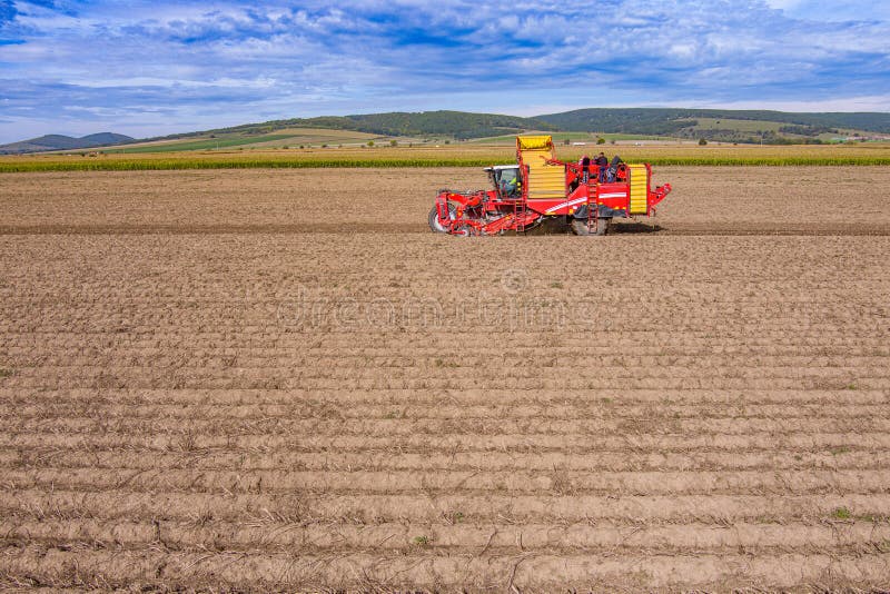 Combine harvests potatoes stock photo. Image of farmland - 258618118