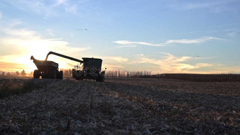 Combine Loading Corn Crop at Sunset. Yellow Corn Falling from Harvester ...