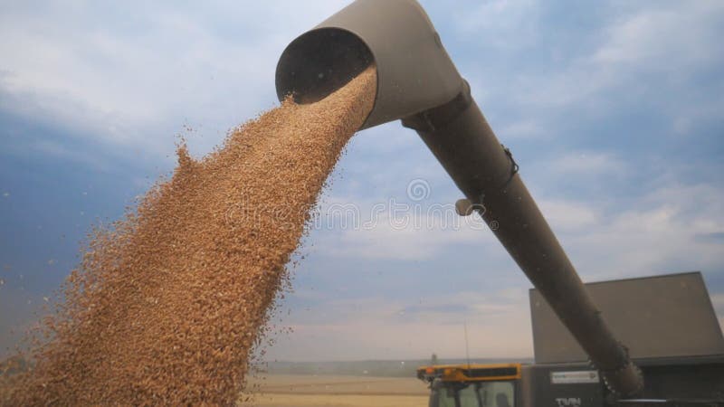 Loading Wheat into a Cargo Ship for Transportation by Sea. the Ship is ...